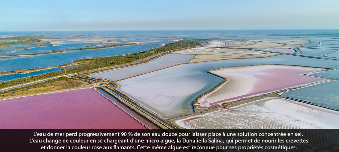Le fonctionnement d'un salin en Camargue | Saunier de Camargue - Fleur ...